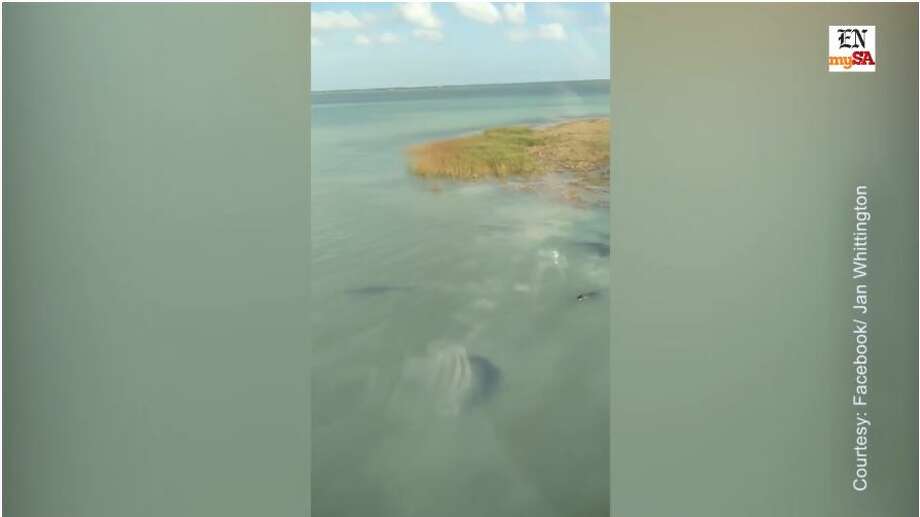 Video shows dozens of alligators at remote island off South Padre - San ...