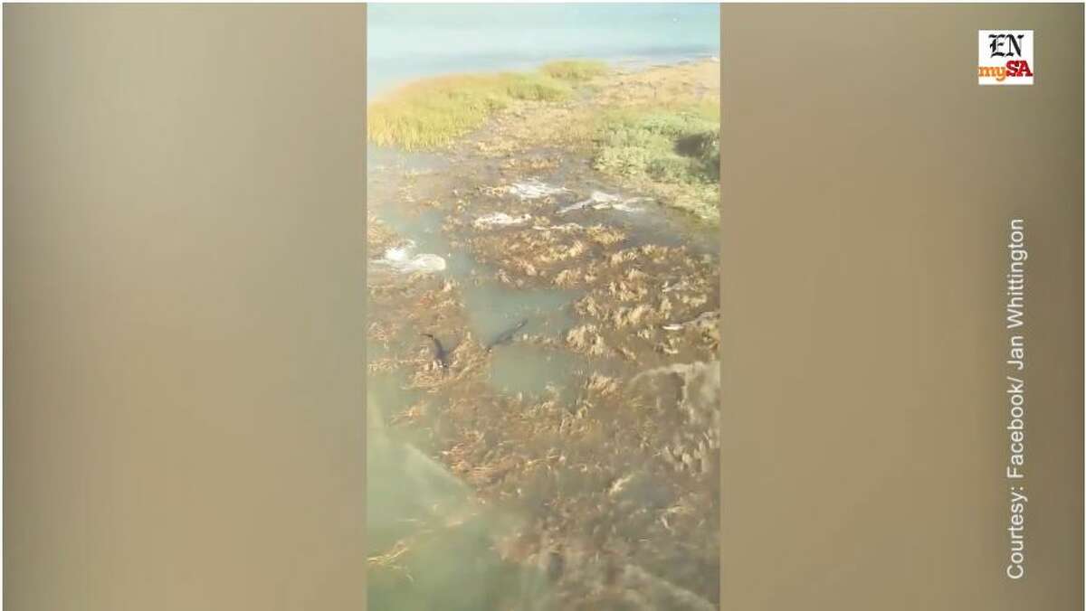Video shows dozens of alligators at remote island off South Padre