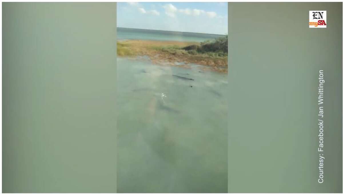 Video shows dozens of alligators at remote island off South Padre