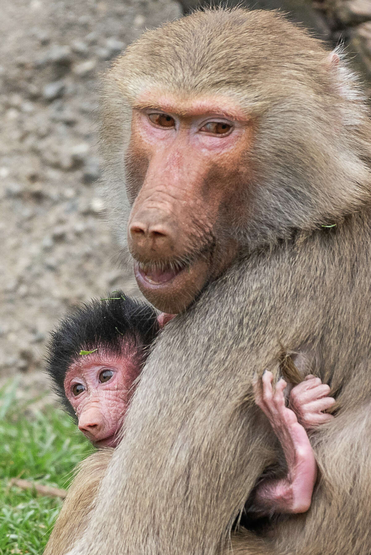 Baby baboon named Mousa born at Oakland Zoo