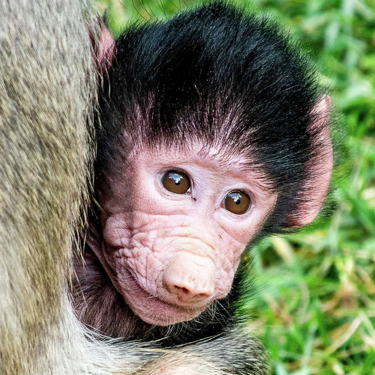 Baby baboon named Mousa born at Oakland Zoo
