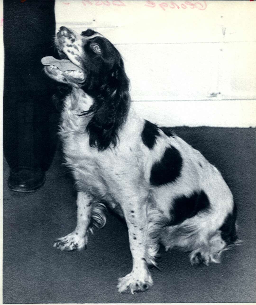 Look back at dog-lover George H.W. Bush's pets, from Millie to Sully