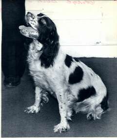 Look back at dog-lover George H.W. Bush's pets, from Millie to Sully