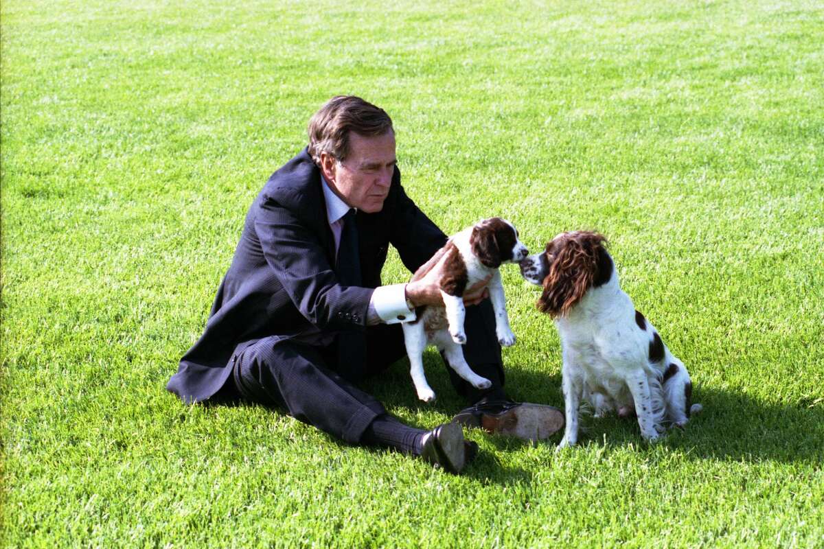 Look back at dog-lover George H.W. Bush's pets, from Millie to Sully