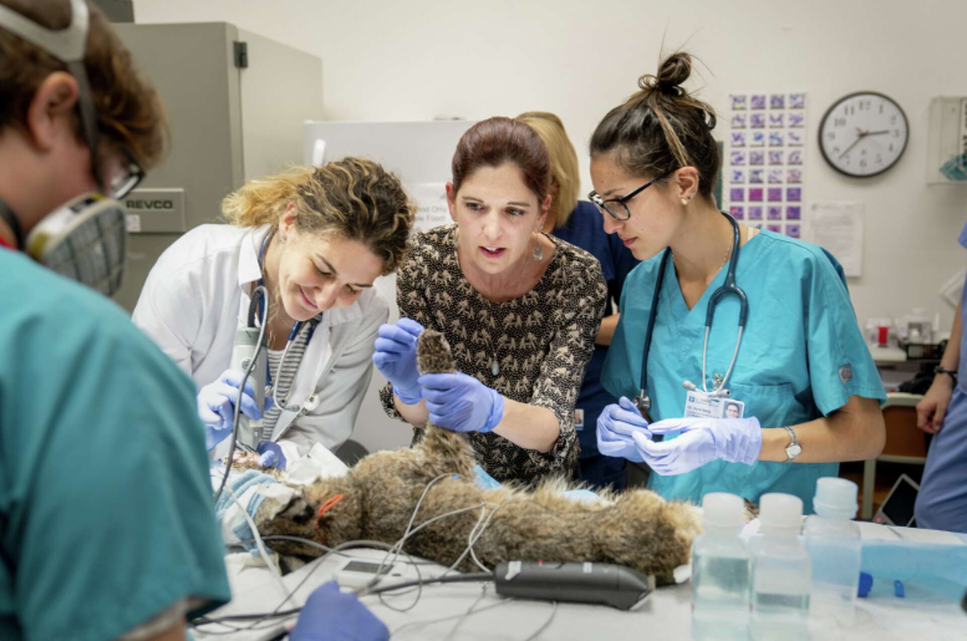 In a first for animal medicine, NorCal vets use fish skin to heal cats ...