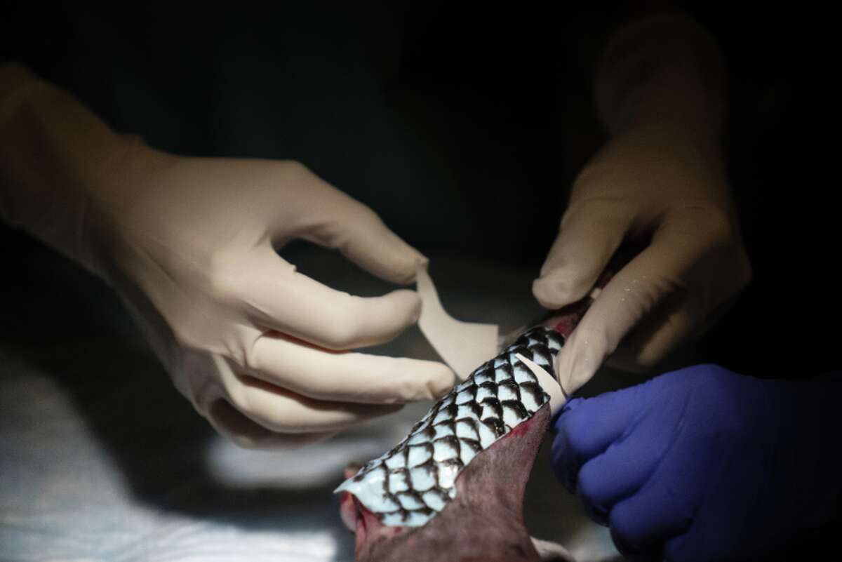 In a first for animal medicine, NorCal vets use fish skin to heal cats ...