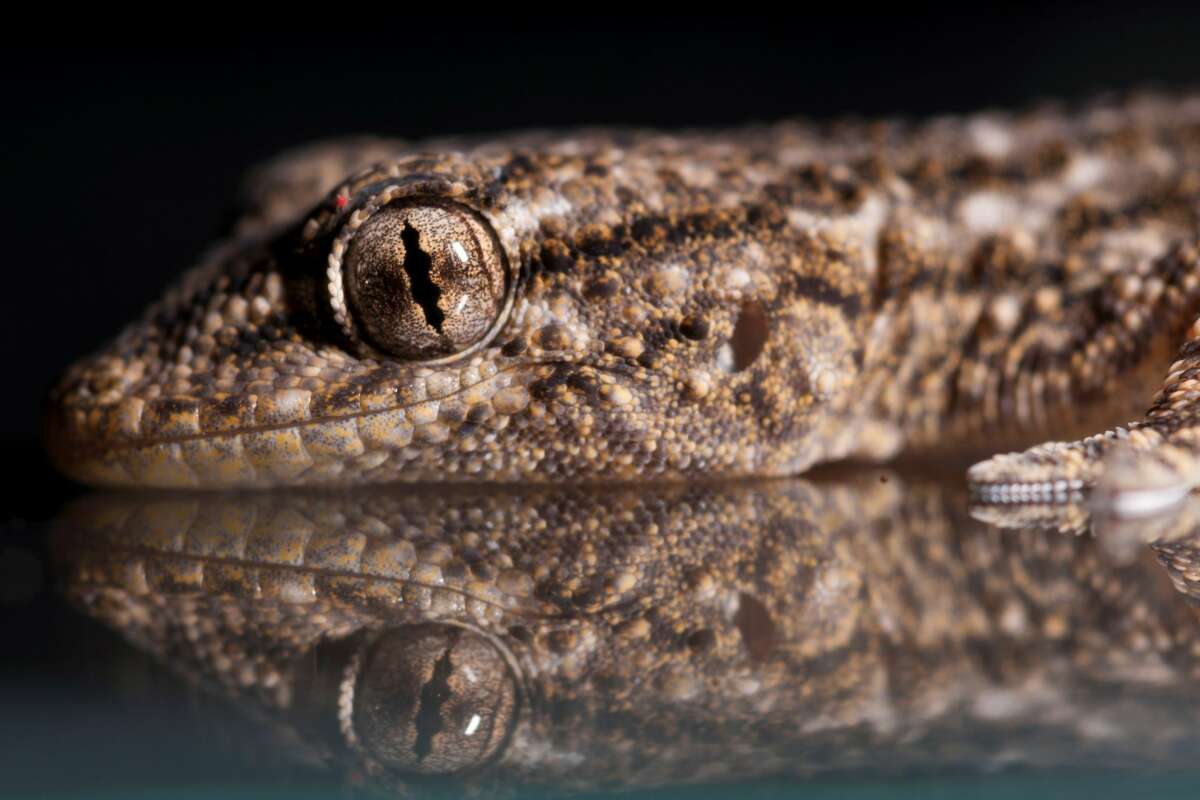 Here's how geckos are able to run on water
