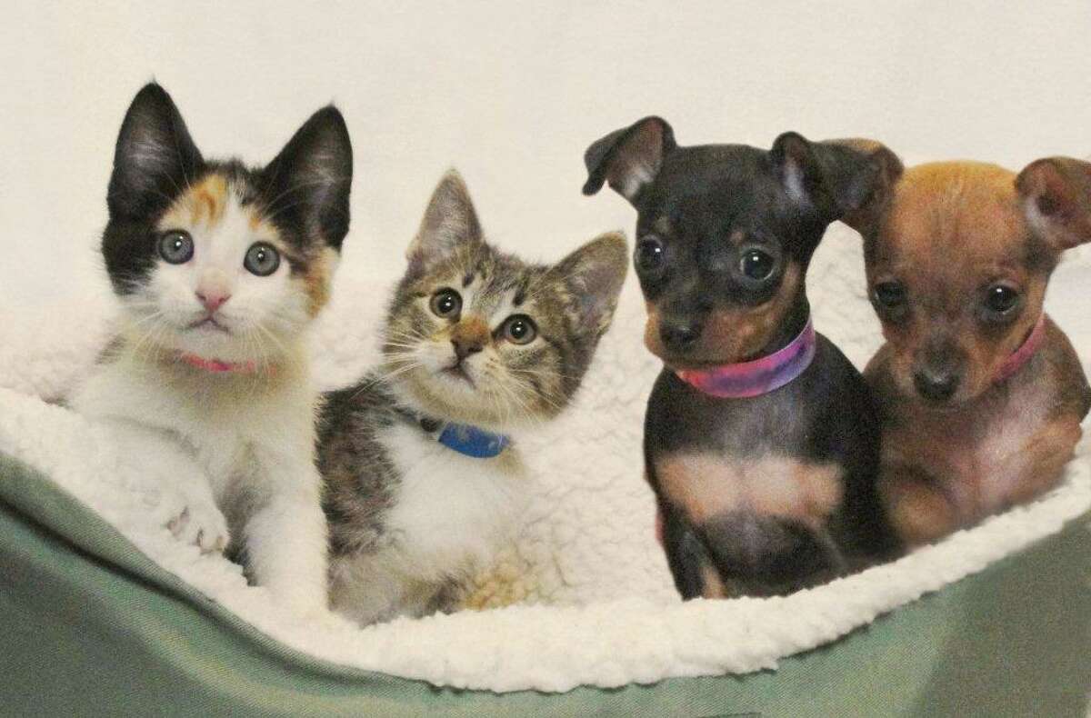 Getting your new pet off to a good start