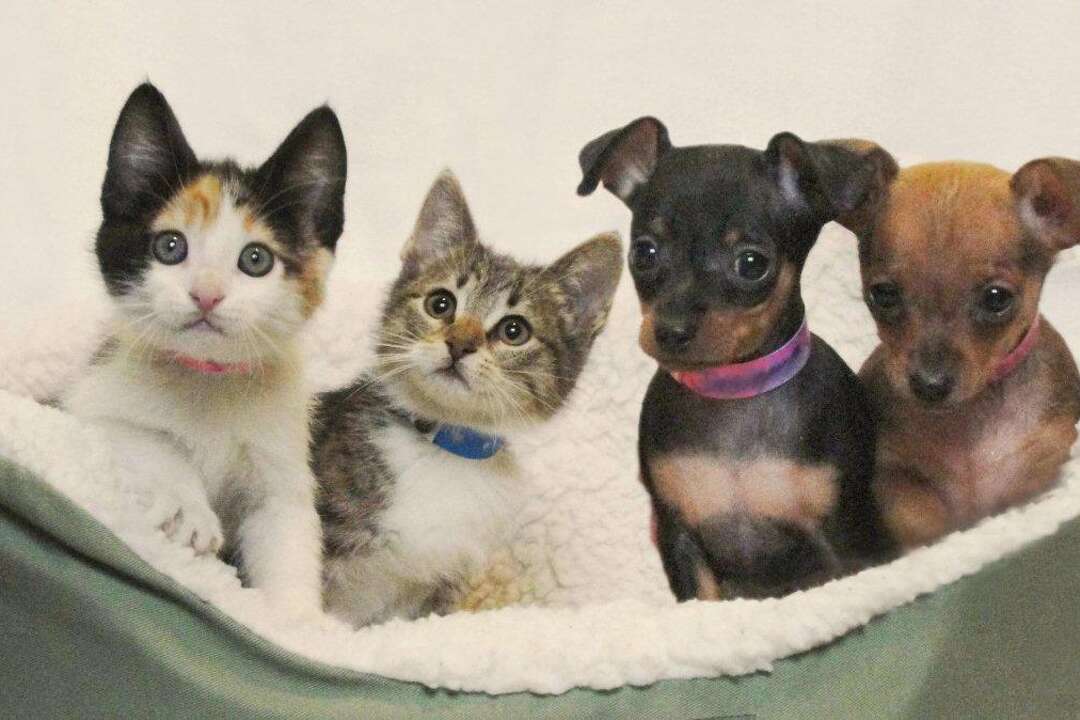 Getting your new pet off to a good start