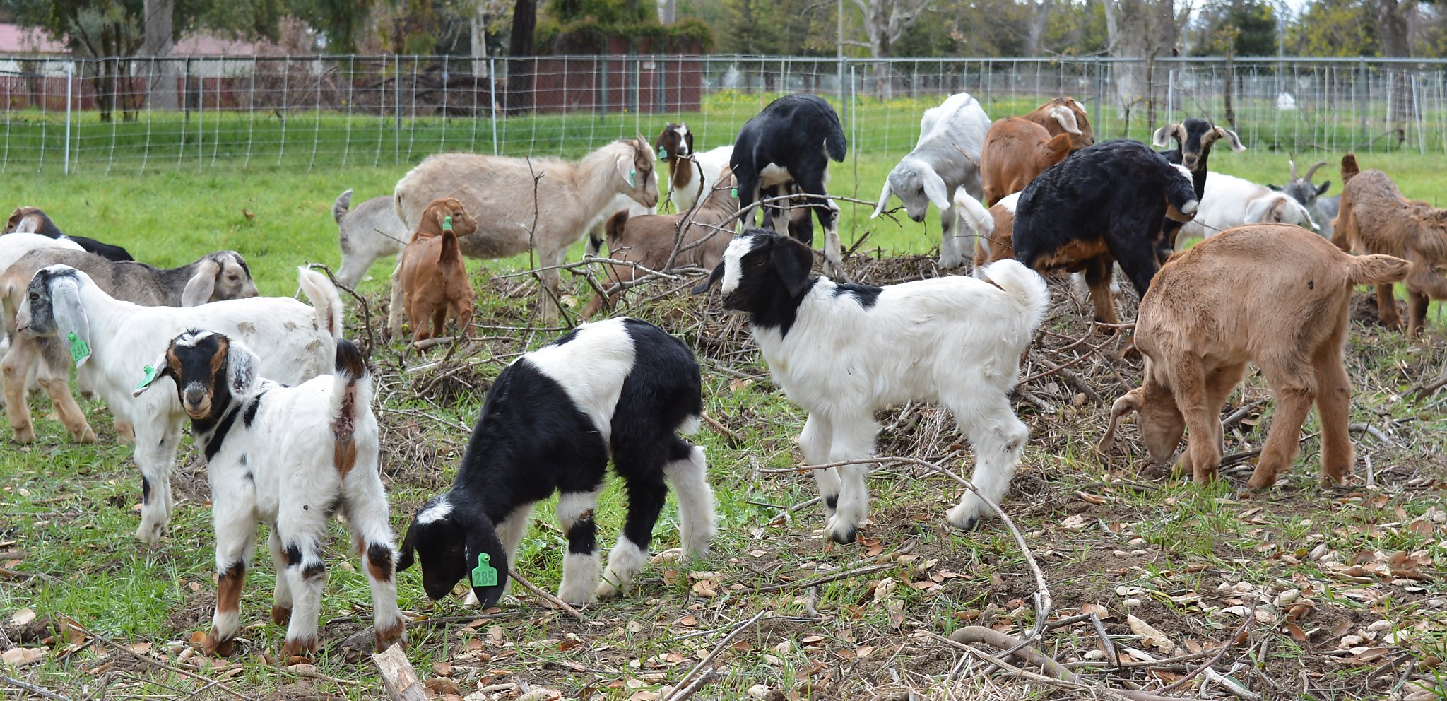Someone stole 60 pregnant goats in elaborate Morgan Hill heist