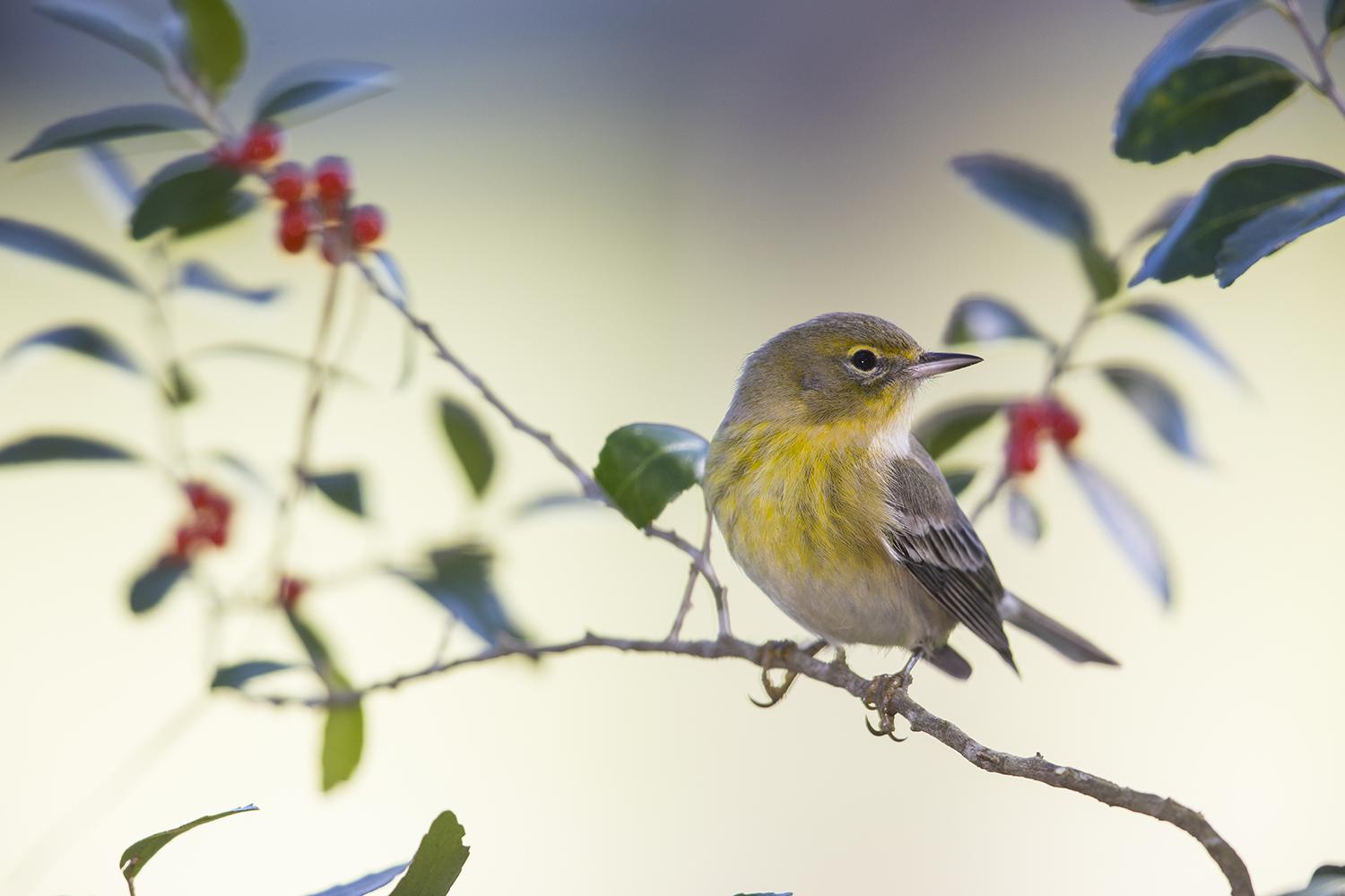 Winter brings pine warblers down from lofty heights