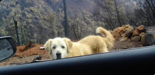 Dog waited weeks for owners to return to home burned by Camp Fire
