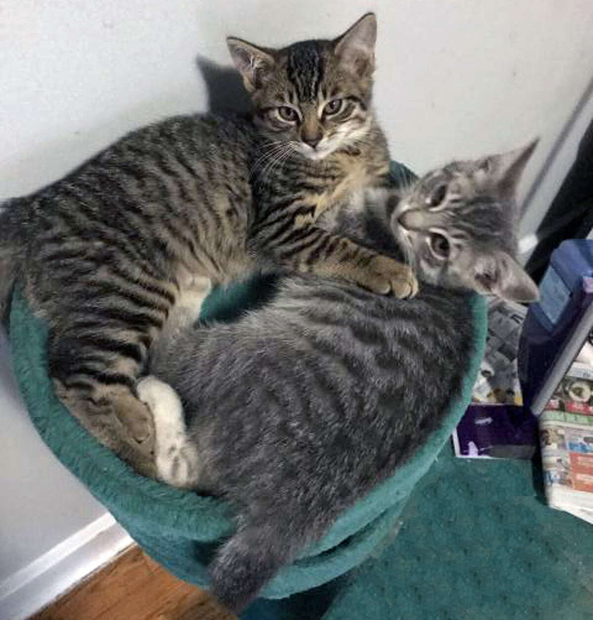 Brother and sister kittens need a home