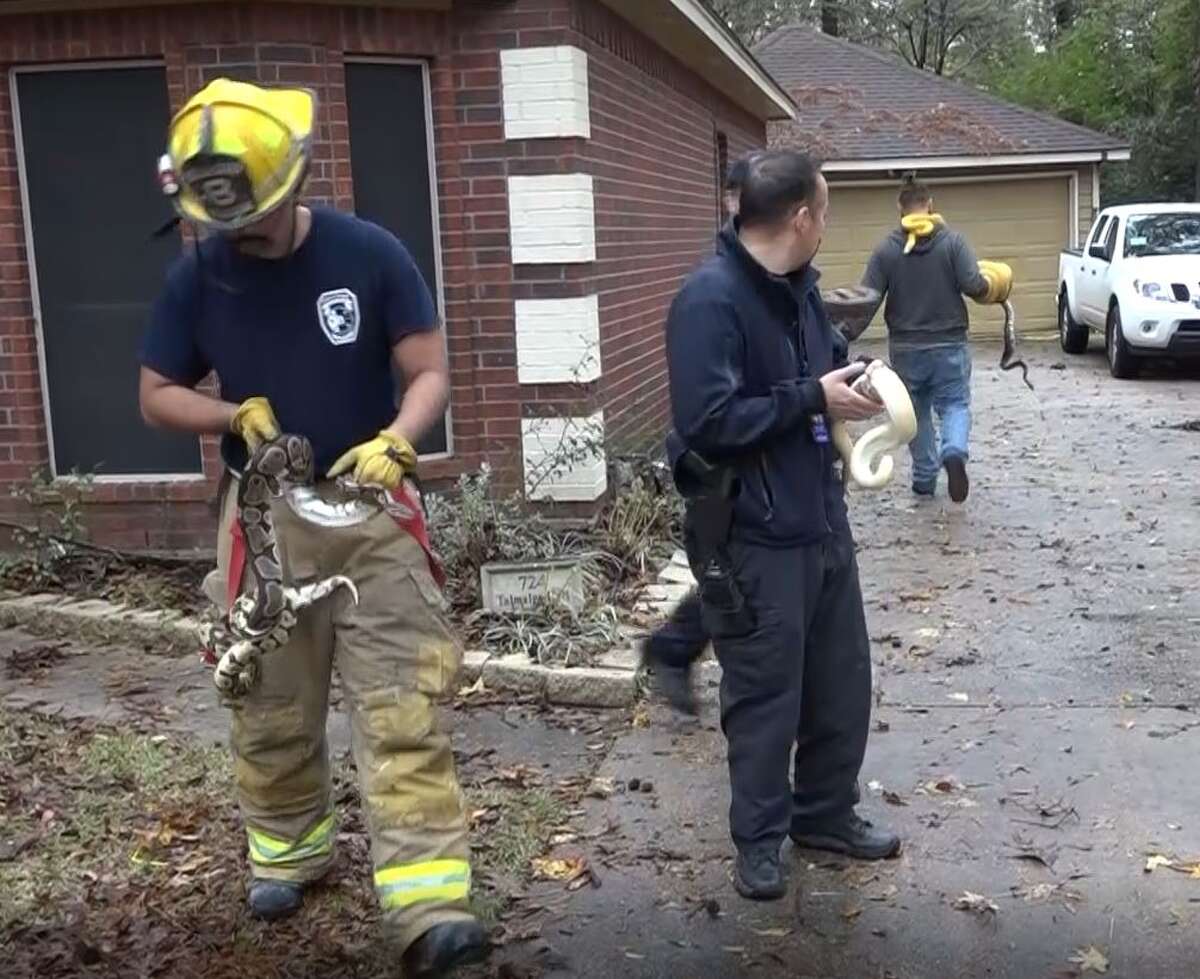 Firefighters rescue over 100 snakes, lizards from fire at Conroe home