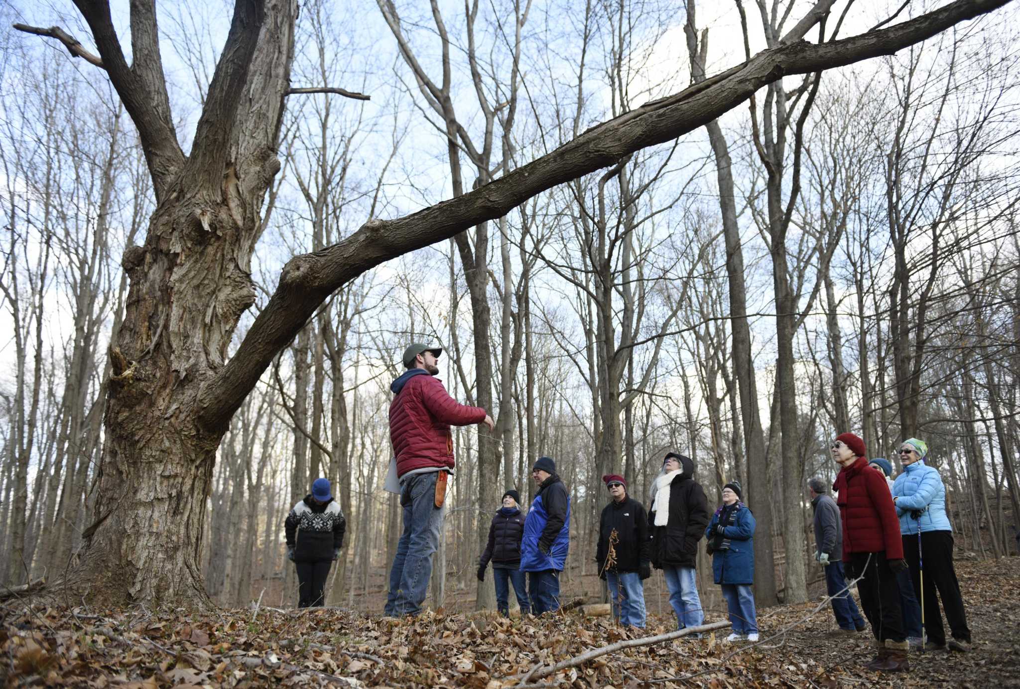 Greenwich Land Trust leads winter tree walk