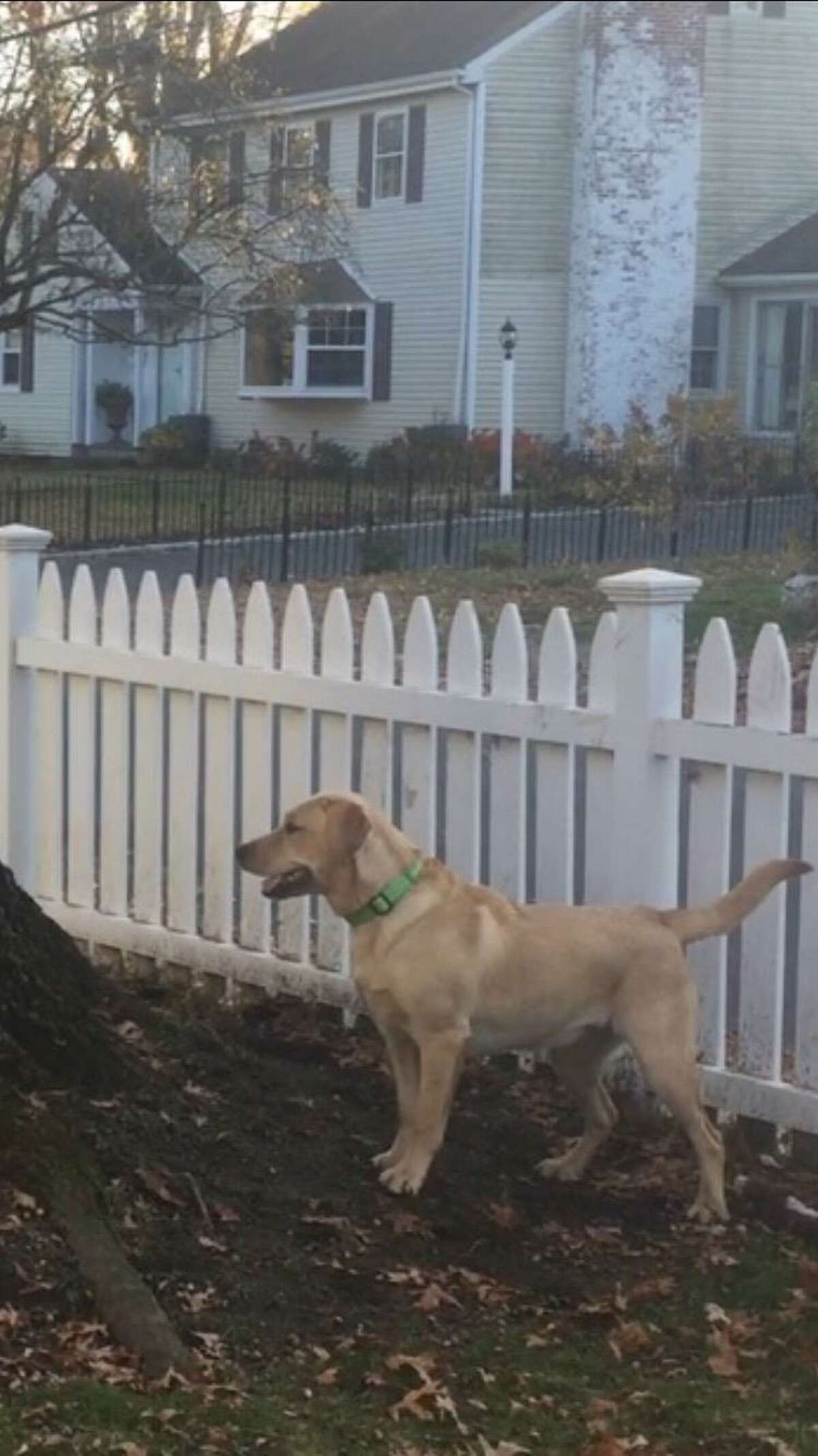 Dog walker loses Old Greenwich family’s golden Lab