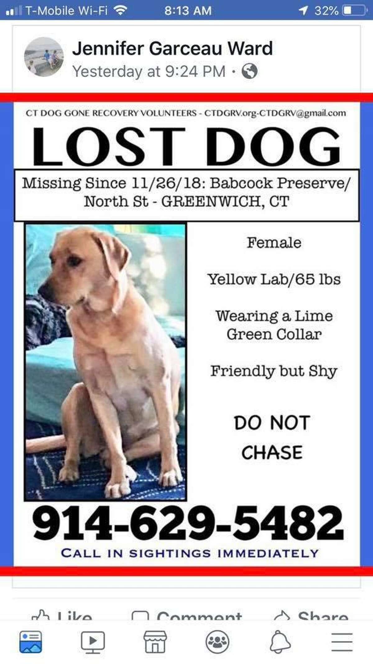 Dog walker loses Old Greenwich family’s golden Lab