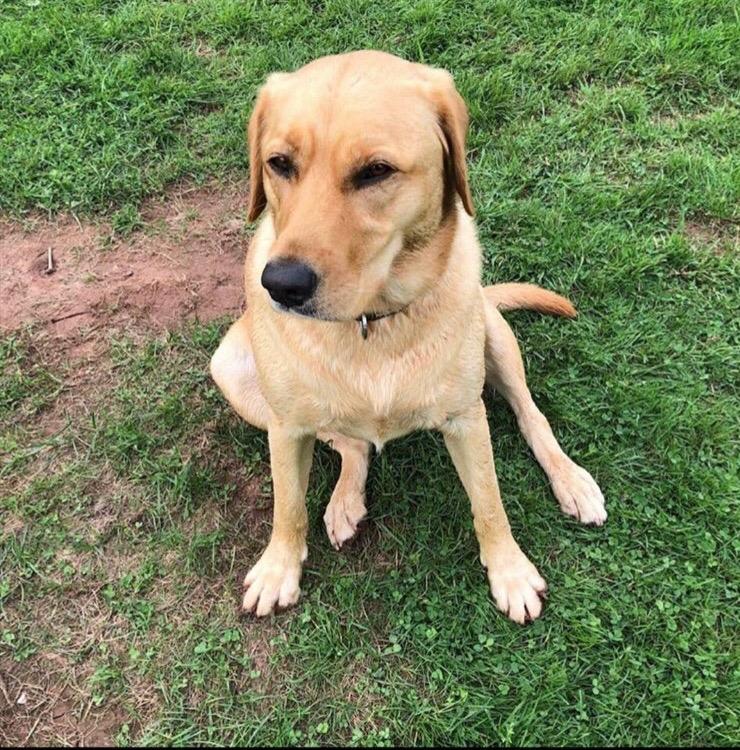 Dog walker loses Old Greenwich family’s golden Lab