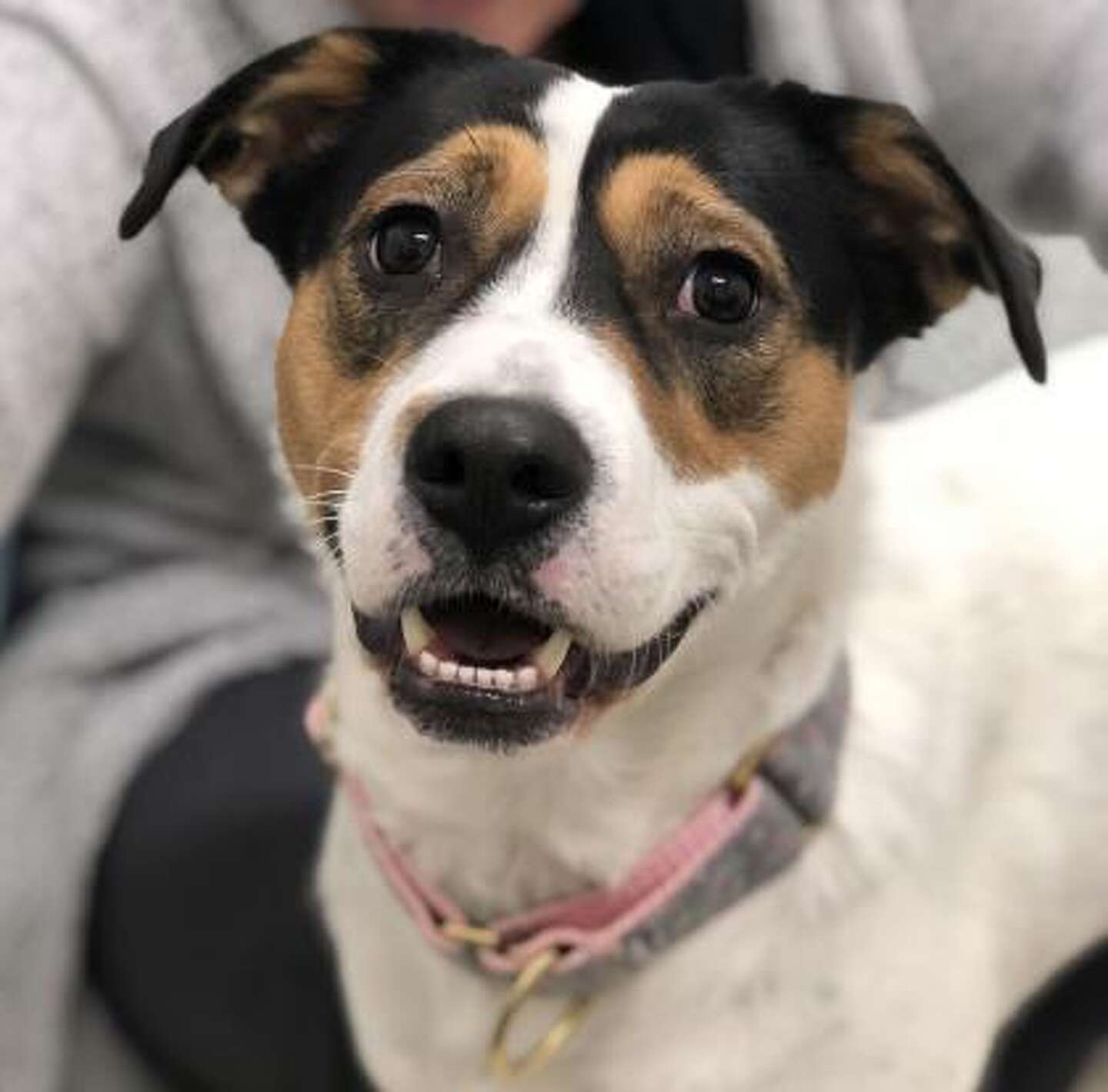 Photos: Adoptable pets at the Mohawk Hudson Humane Society