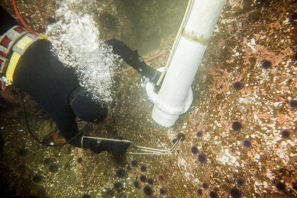 California abalone season sunk until 2021 to give stressed population ...