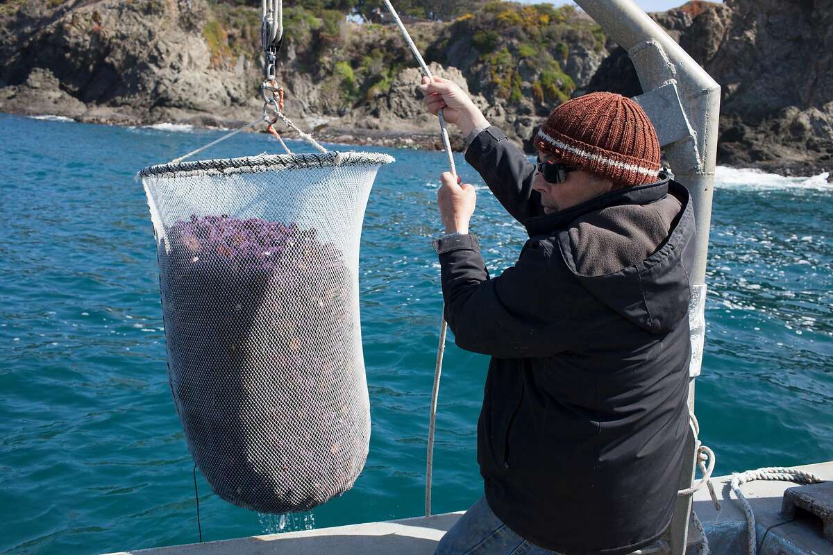 California abalone season sunk until 2021 to give stressed population ...