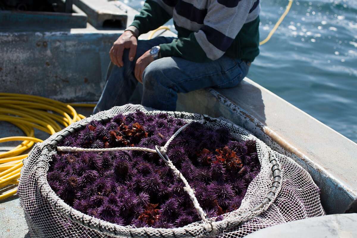 California abalone season sunk until 2021 to give stressed population ...