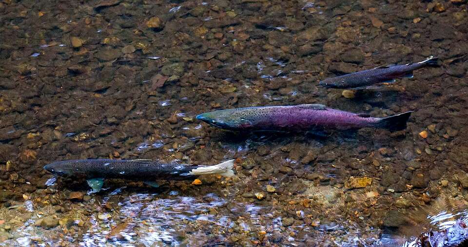 Big surge in Coho salmon population, but the endangered species still ...