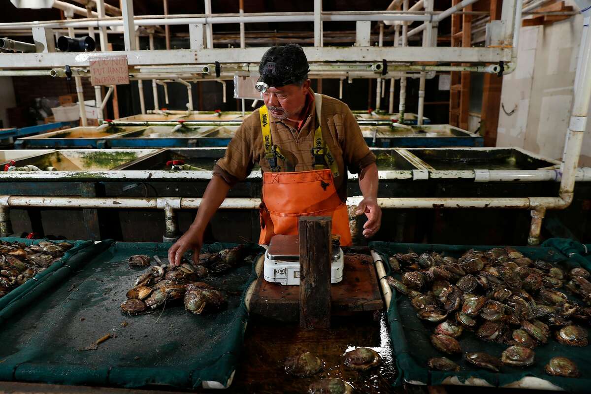 Pillar Point Fish House, an abalone-focused restaurant, is opening in ...
