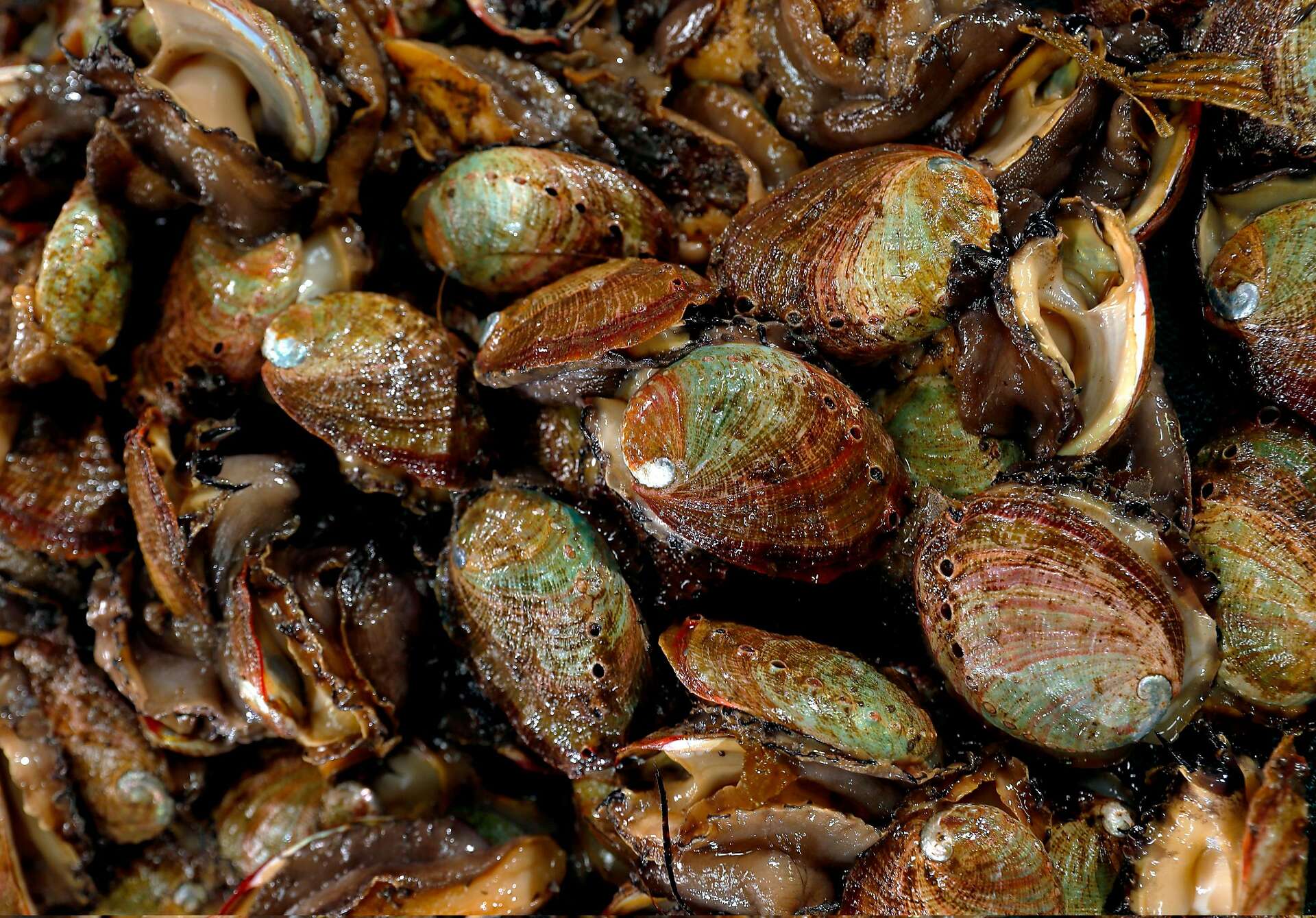 Pillar Point Fish House, an abalone-focused restaurant, is opening in ...