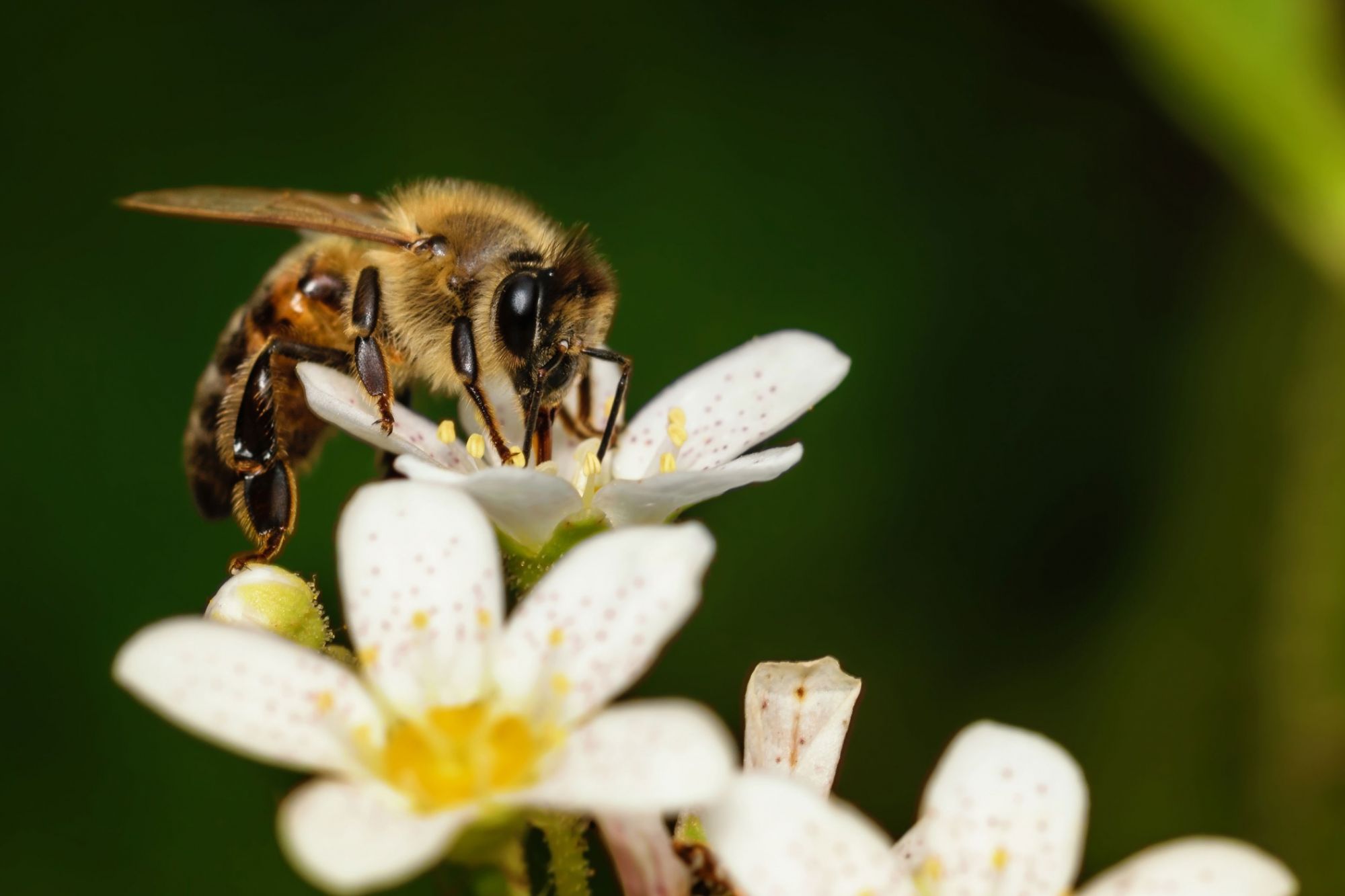 Call Them Canna-Bees. How Cannabis Helps Bees and Vice Versa.