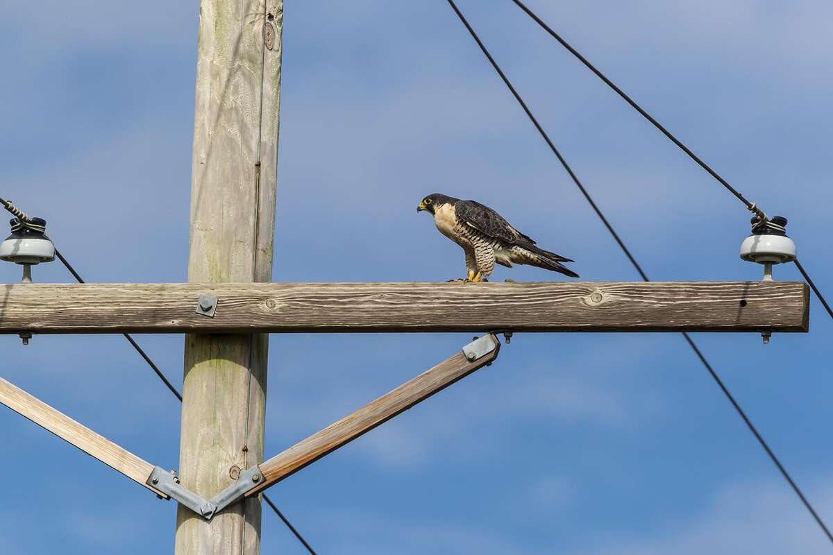 Meet the peregrine falcon, the world’s fastest-flying bird
