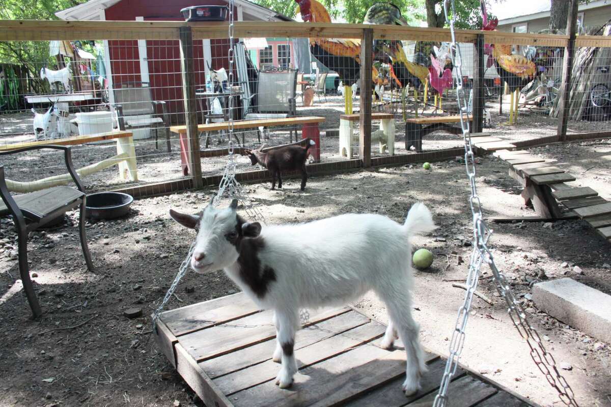 After nearly being ousted, pygmy goats pose for holiday photos