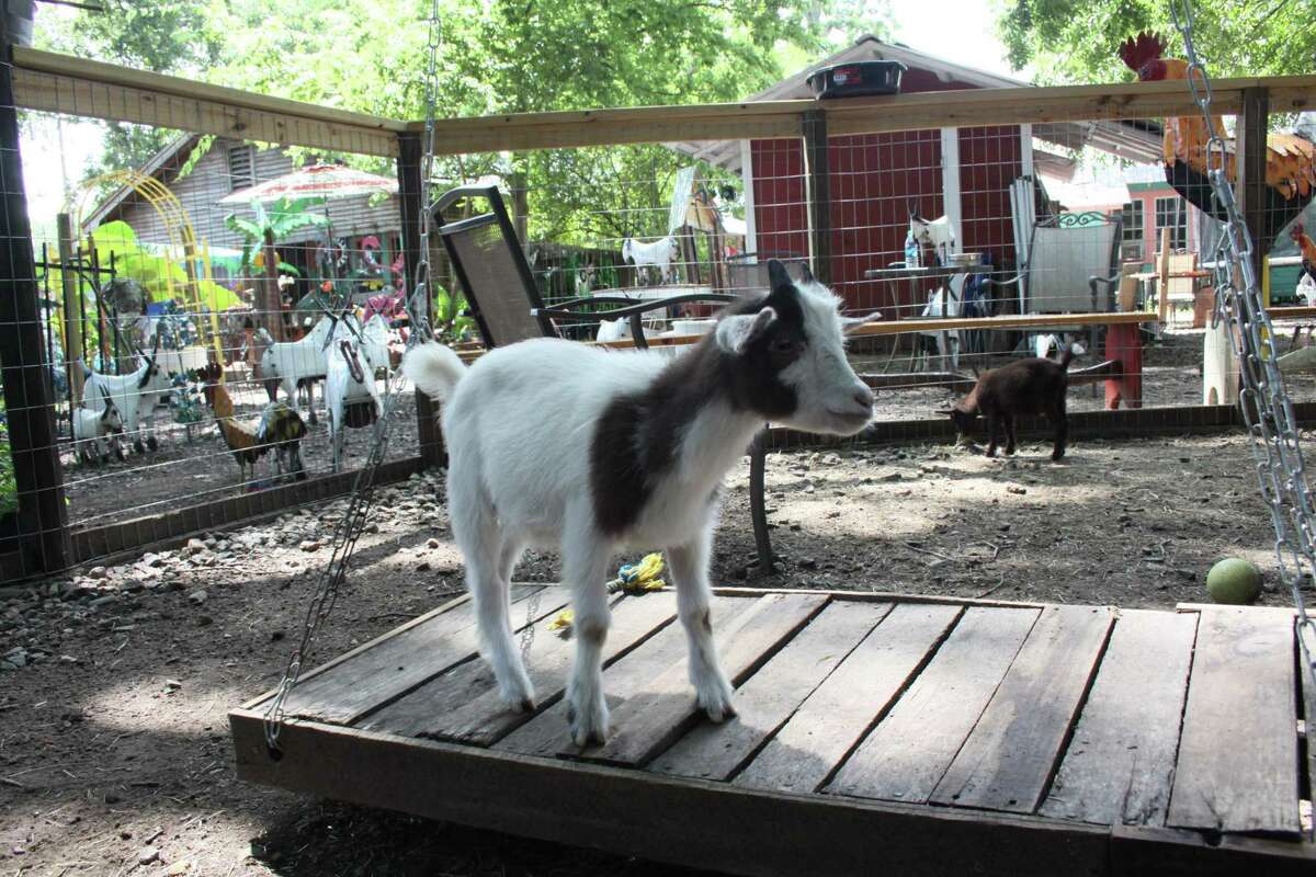 After nearly being ousted, pygmy goats pose for holiday photos