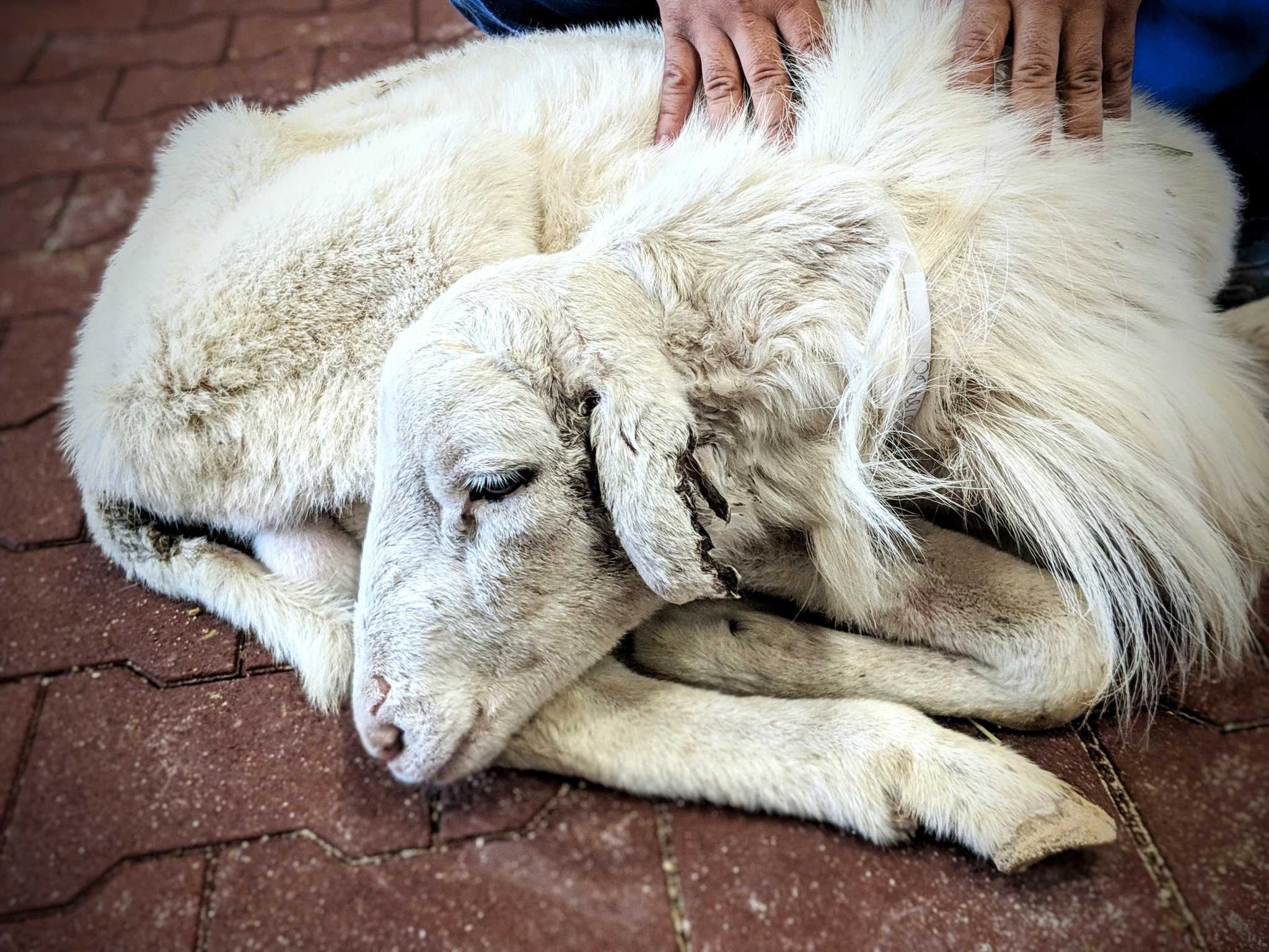 Deputies find 14 dead sheep, 24 others in need of care at Montgomery ...