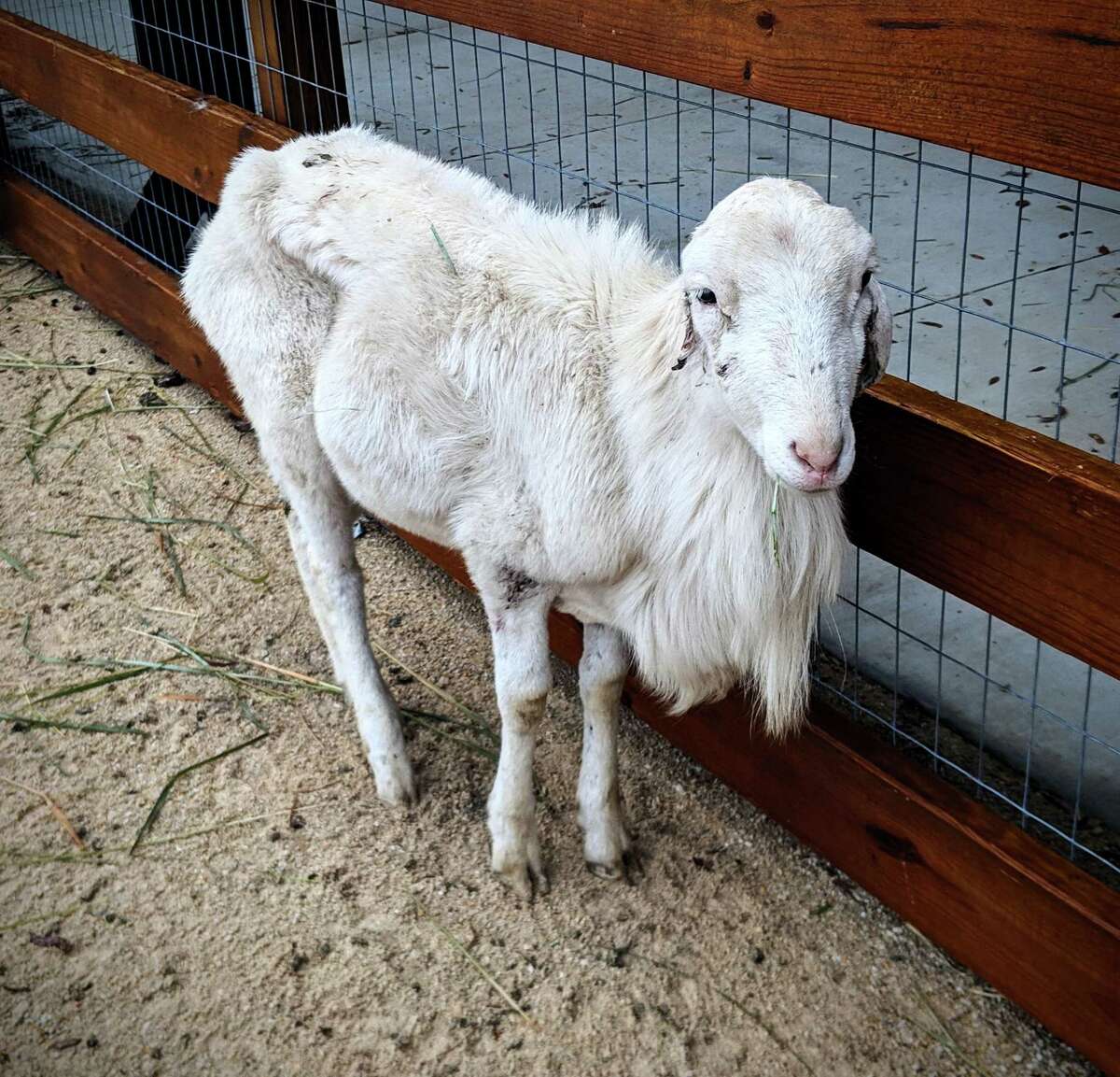 Deputies find 14 dead sheep, 24 others in need of care at Montgomery ...