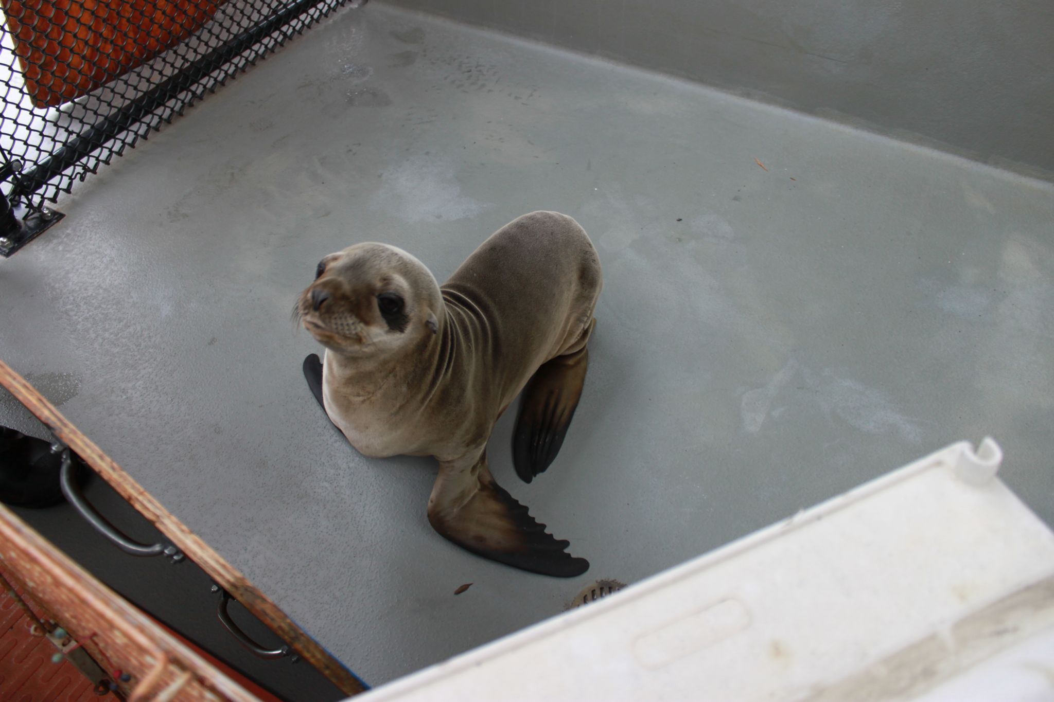 Baby sea lion wanders onto 101, gets rescued by CHP - SFGate