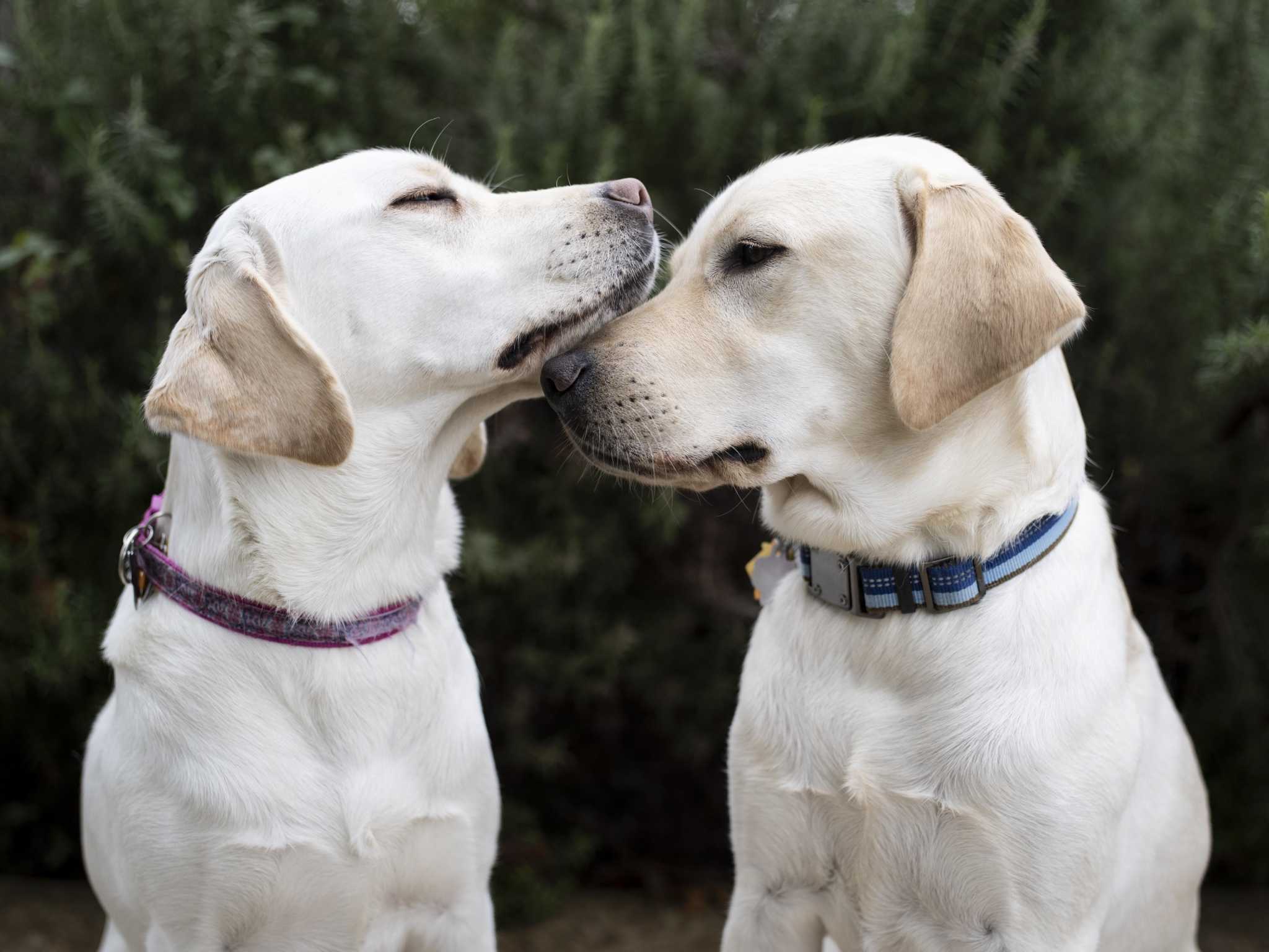 Guide Dogs of Texas help connect the blind to fuller lives