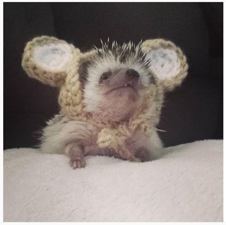 South Texas’ most famous hedgehog Wilbur stealing the hearts of animal ...