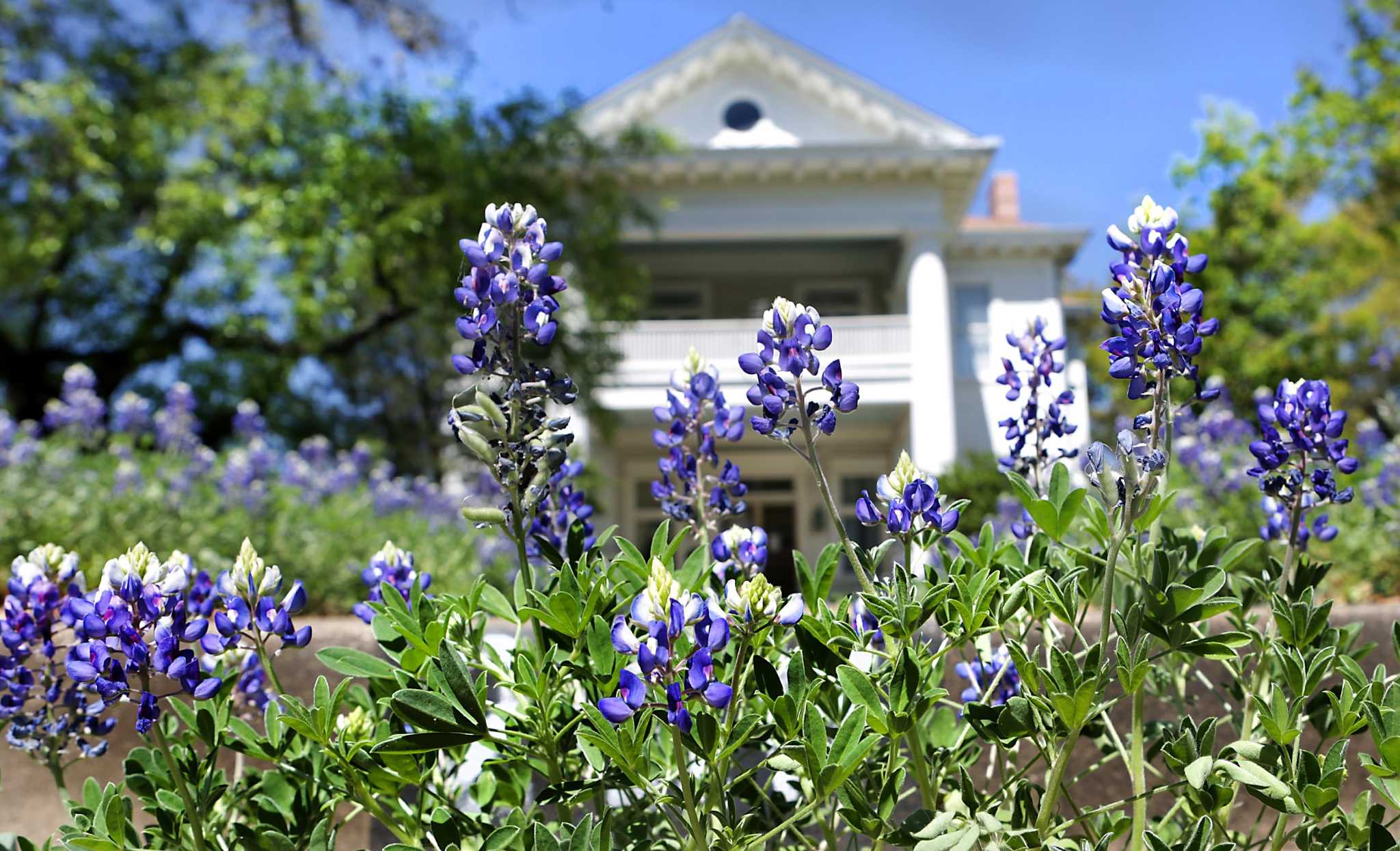 Now’s the time to plant ‘Aggie’ Maroon Poppies, bluebonnets and larkspur