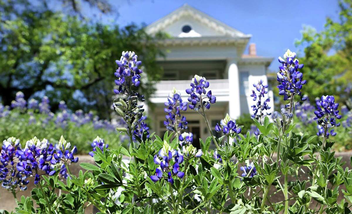 Now’s the time to plant ‘Aggie’ Maroon Poppies, bluebonnets and larkspur