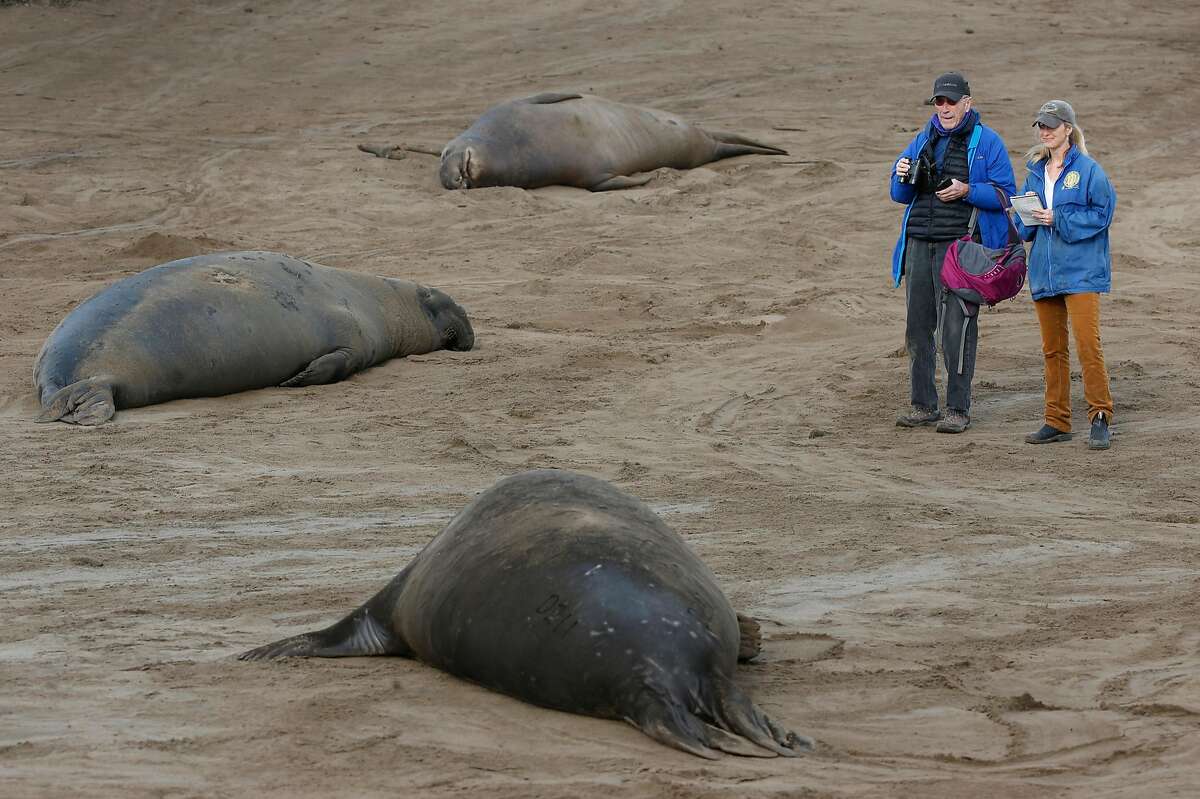 Detecting dialects in elephant seals