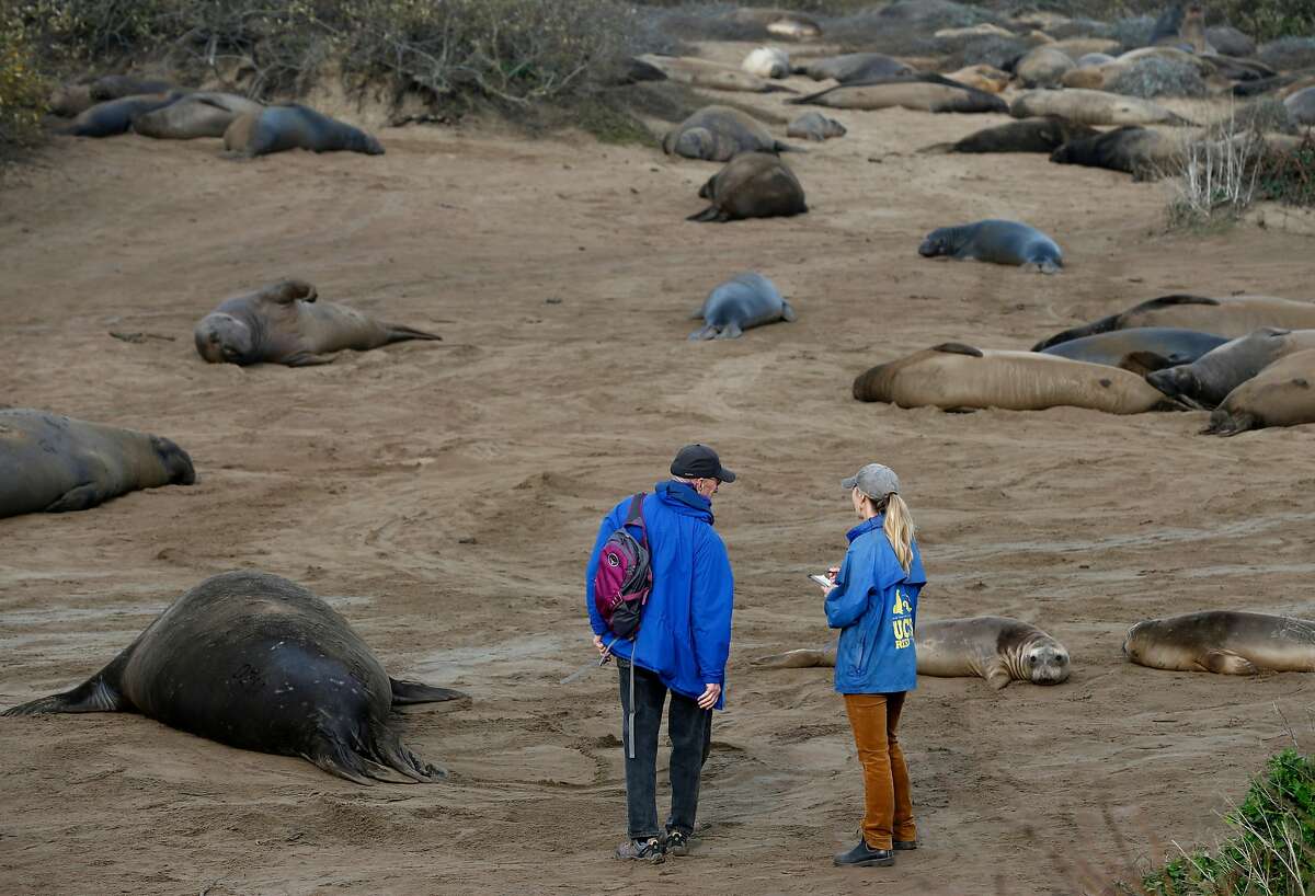 Detecting dialects in elephant seals