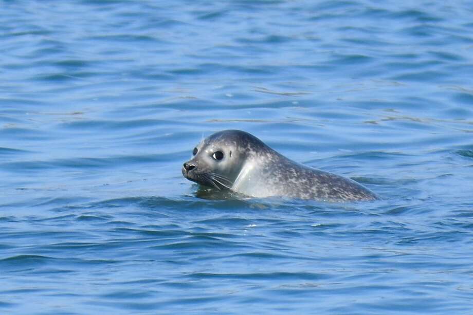 Seals return to local waters, aquarium offers cruises - The Hour