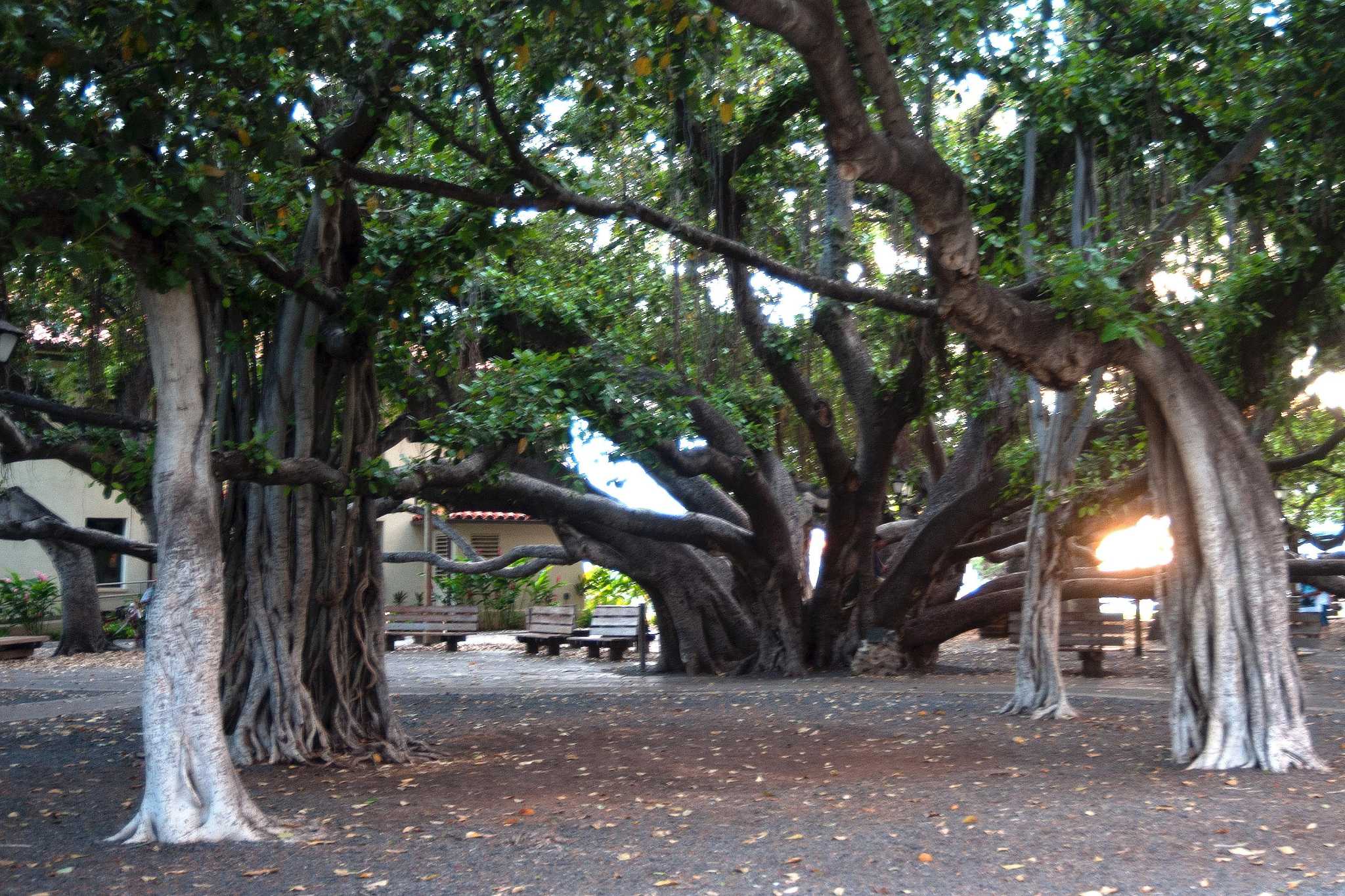 Can I Grow Banyan Tree In Central Texas
