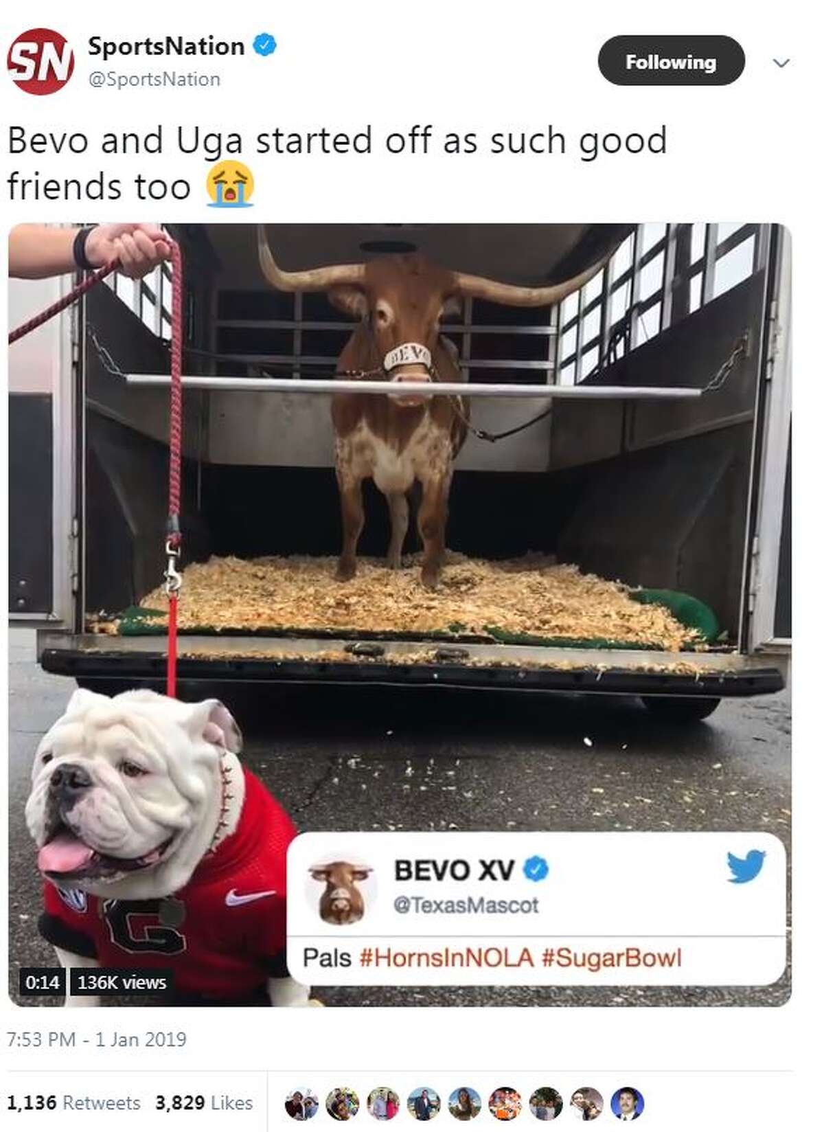 Mascot meeting goes wrong at Sugar Bowl as Texas' Bevo charges Georgia ...