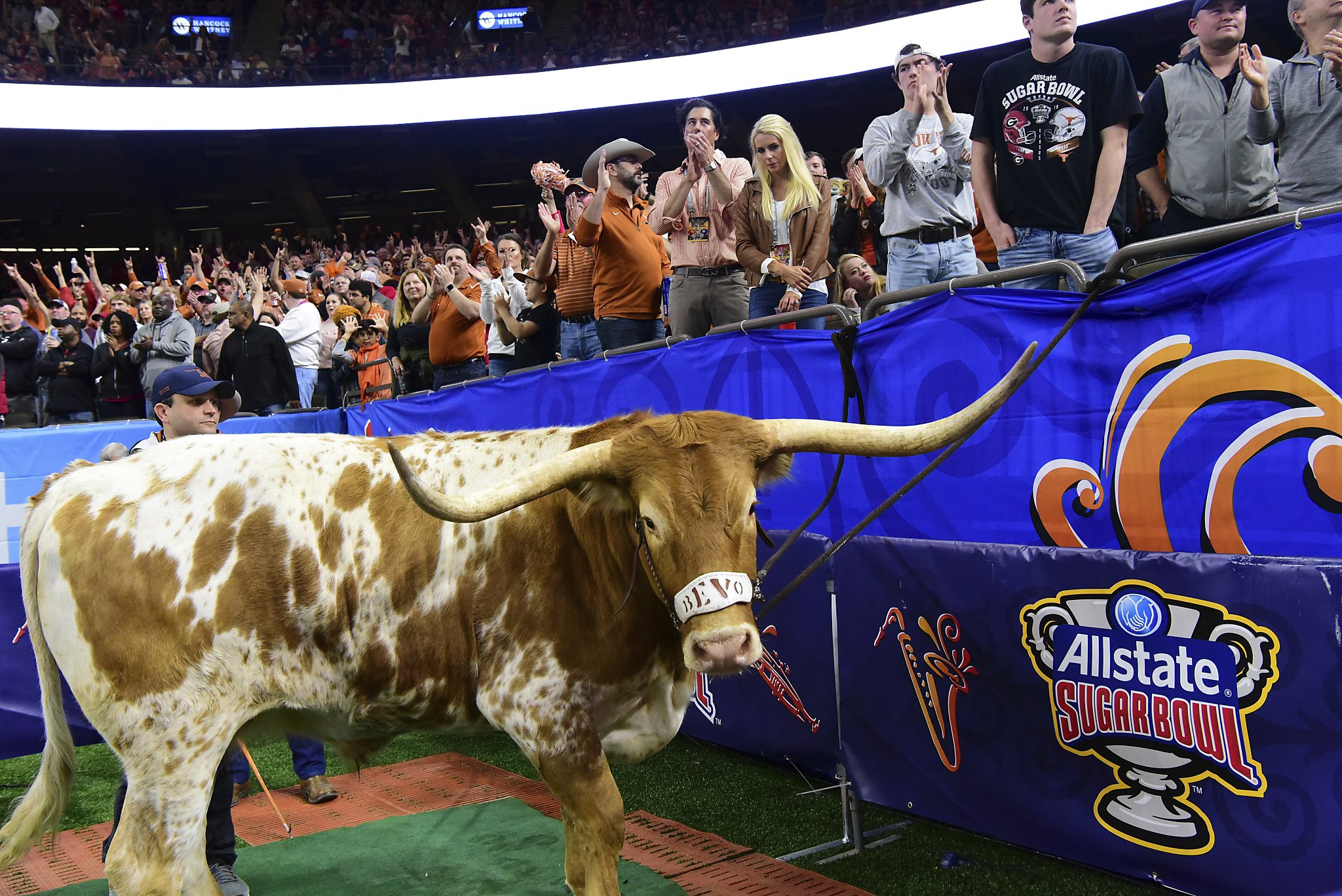 Texas mascot Bevo the longhorn just wanted a walk, handler says
