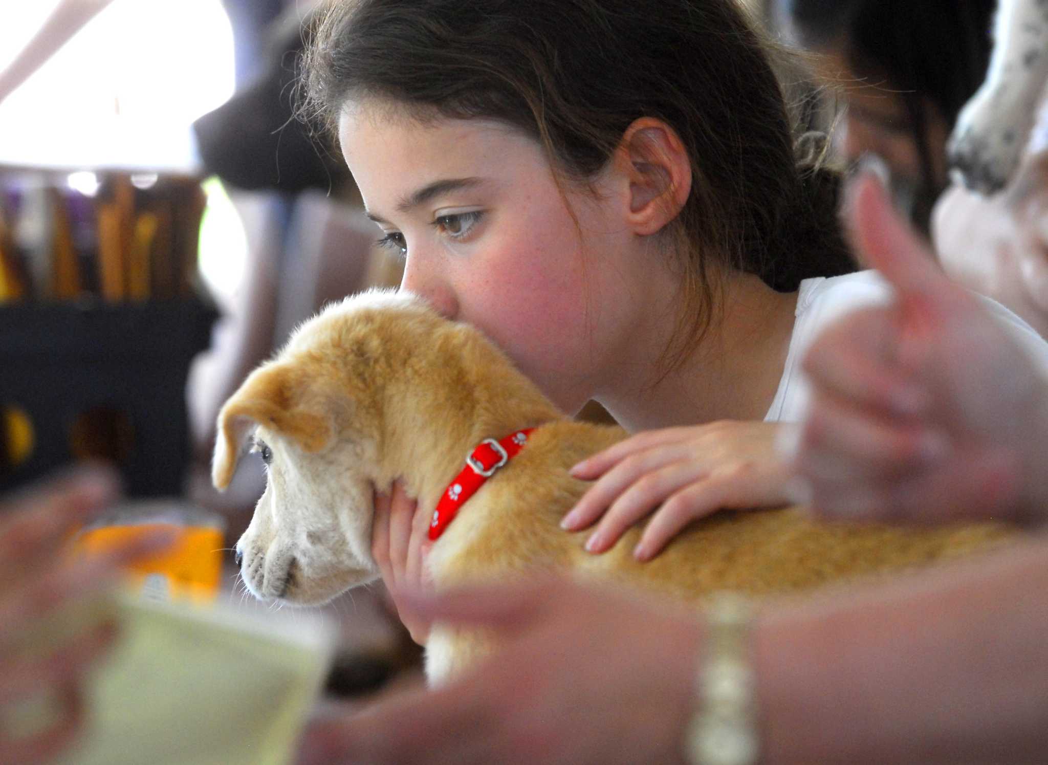 Make pet stores havens for pets in need of rescuing