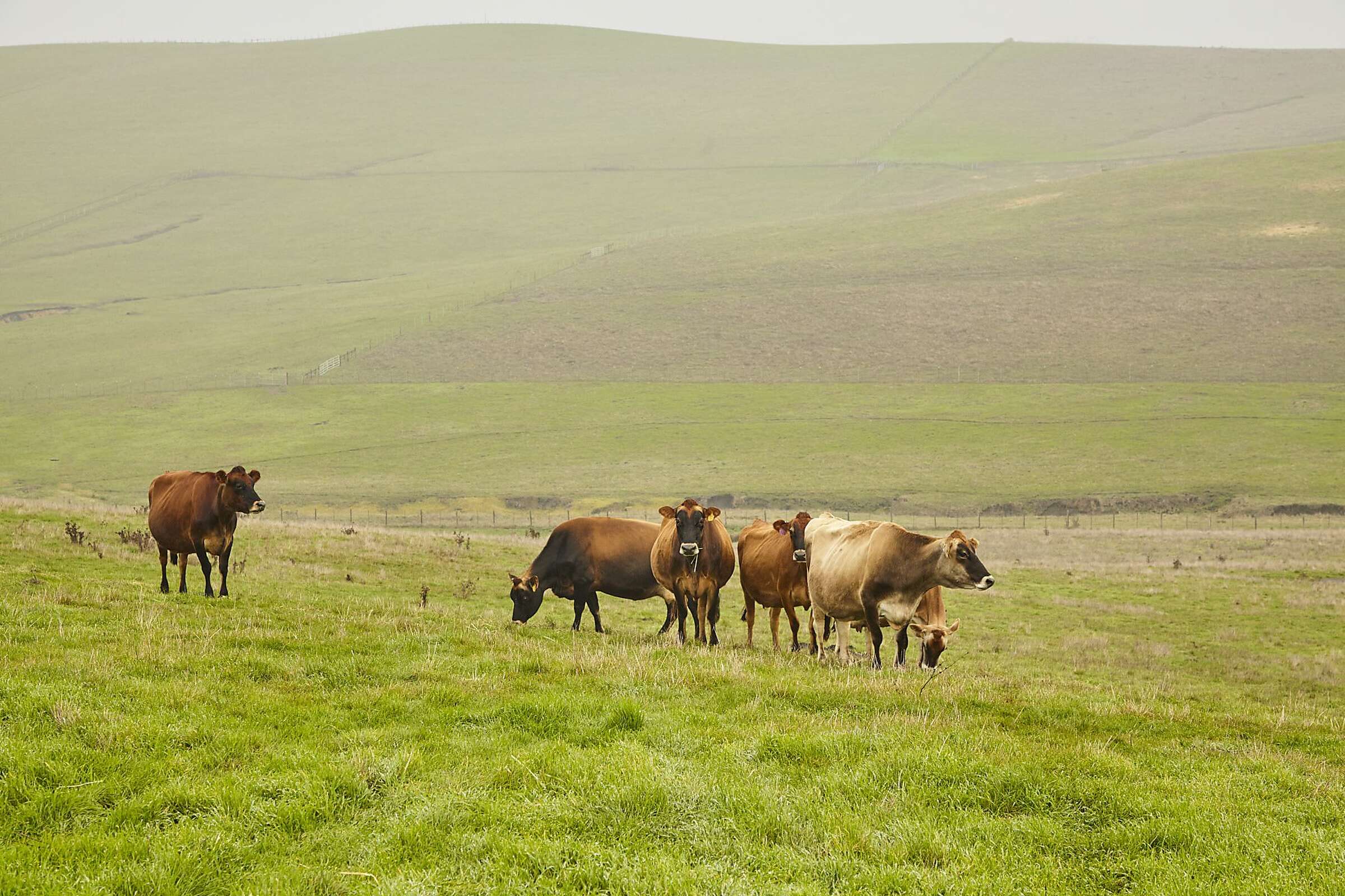 Tamara Hicks explains why she is opening the first creamery in modern ...