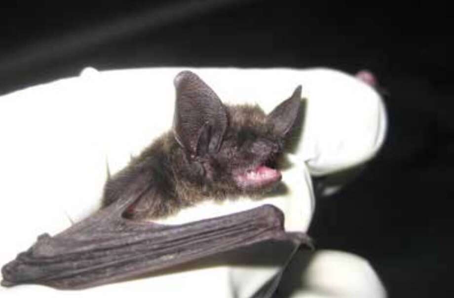 Bat, not seen since 1940s, found in Connecticut - Connecticut Post