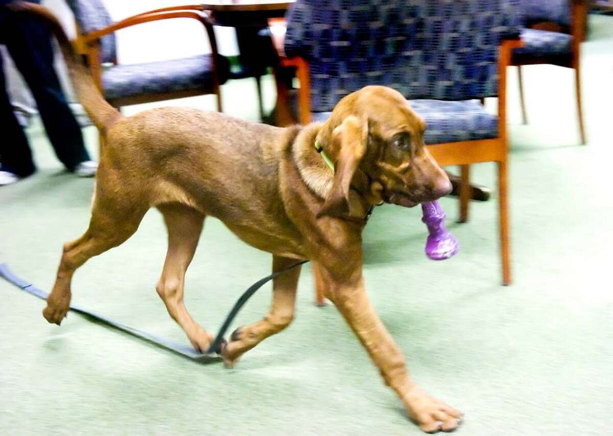 A bloodhound from Texas is the Stamford Police Department's newest member